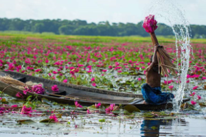 Lotus Fiber: A Eco Friendly Textile Fiber - Textile News, Apparel News ...