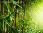 Bamboo Fiber – The Sustainable Superstar of Textiles - Textile News, Apparel News, RMG News ...
